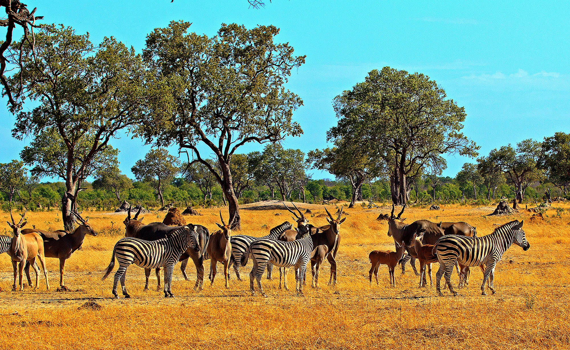 Safari i Hwange National Park | Oplev Zimbabwe med BENNS