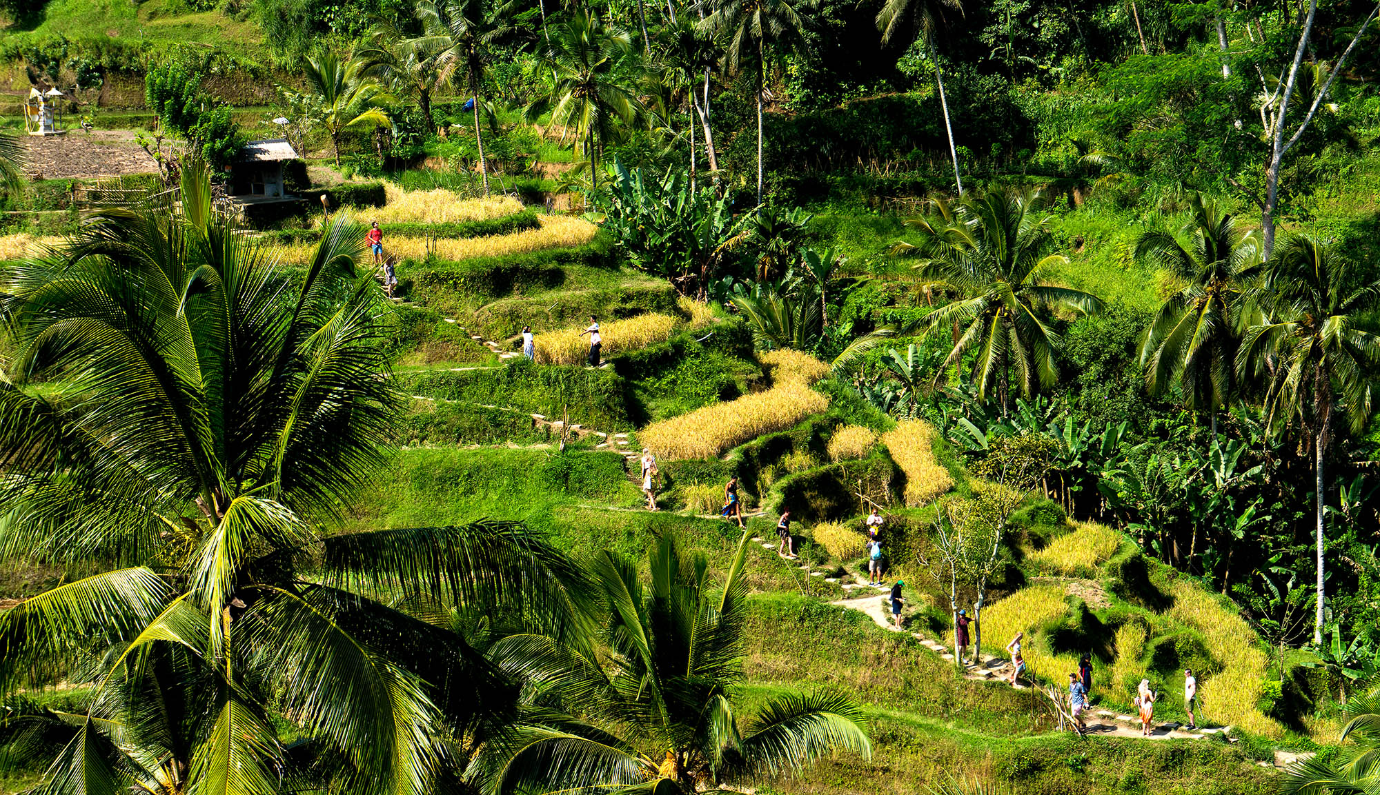 La Numa Villas Canggu på Bali | 10/15 dages badeferie
